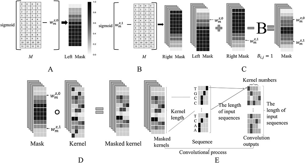 Brief. Bioinformatics | 高歌课题组开发出基于自适应卷积核的新卷积学习方法 - 生物通