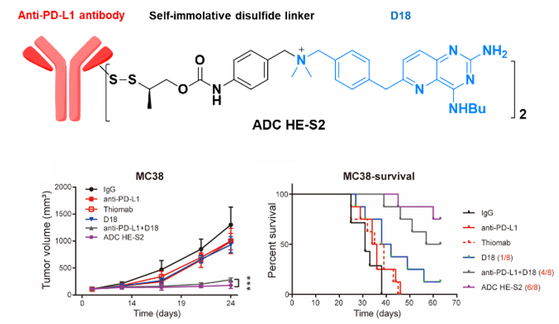 清华大学药学院杜娟娟和廖学斌团队合作报道基于PD-L1抗体和TLR7/8激动剂的新型免疫调节型抗体偶联药物（IM-ADC） - 生物通
