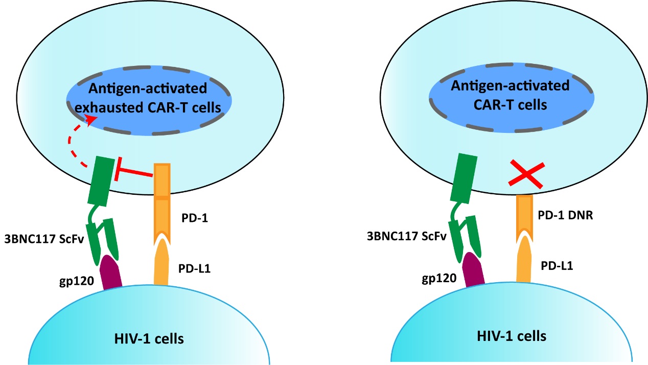 朱焕章团队发现携带PD-1显性负性受体的抗HIV CAR T可提高其体内的功能活性 - 生物通