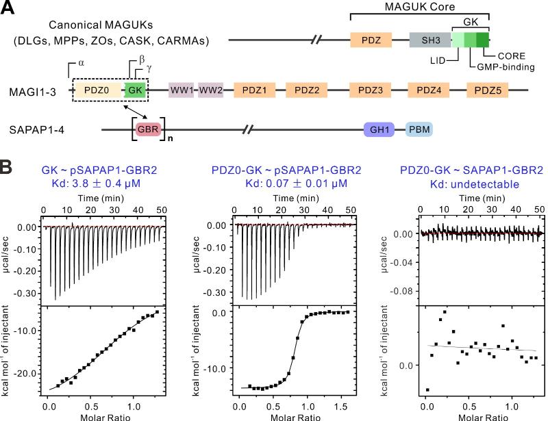 上海交大朱金伟课题组发现MAGI家族蛋白的PDZ-GK超结构域是一种新型磷酸化蛋白识别模块 - 生物通