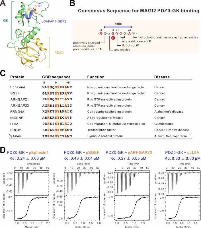 上海交大朱金伟课题组发现MAGI家族蛋白的PDZ-GK超结构域是一种新型磷酸化蛋白识别模块 - 生物通