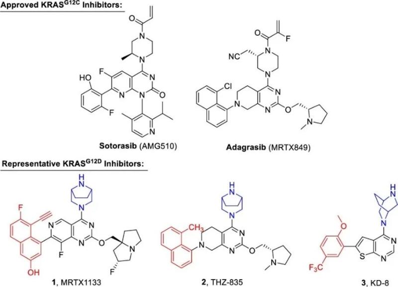 上海交大、华师大合作发现KRAS G12D抑制剂 - 生物通